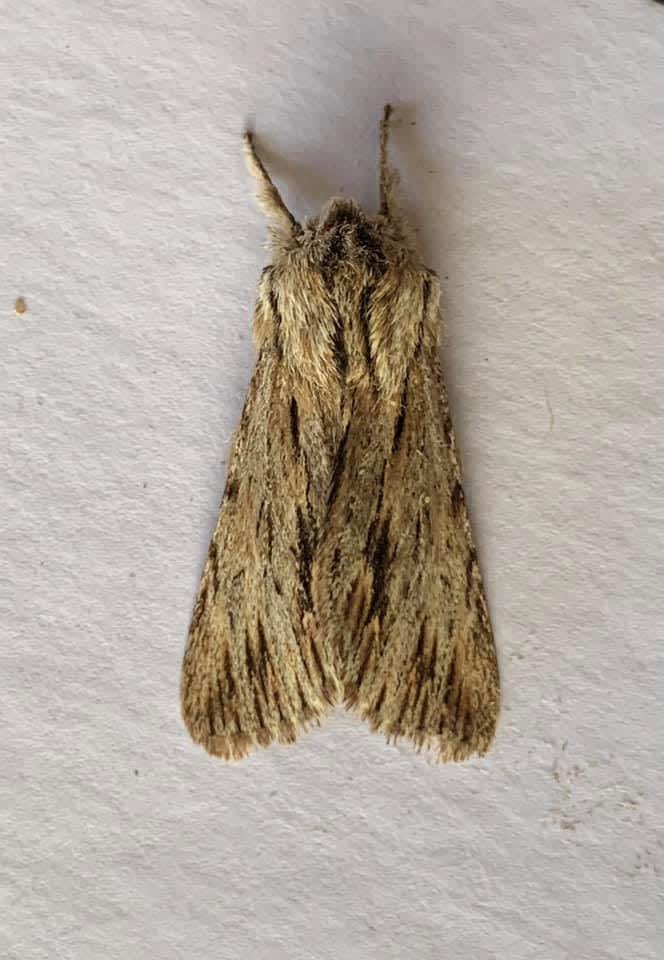 The Sprawler | Kent Moths