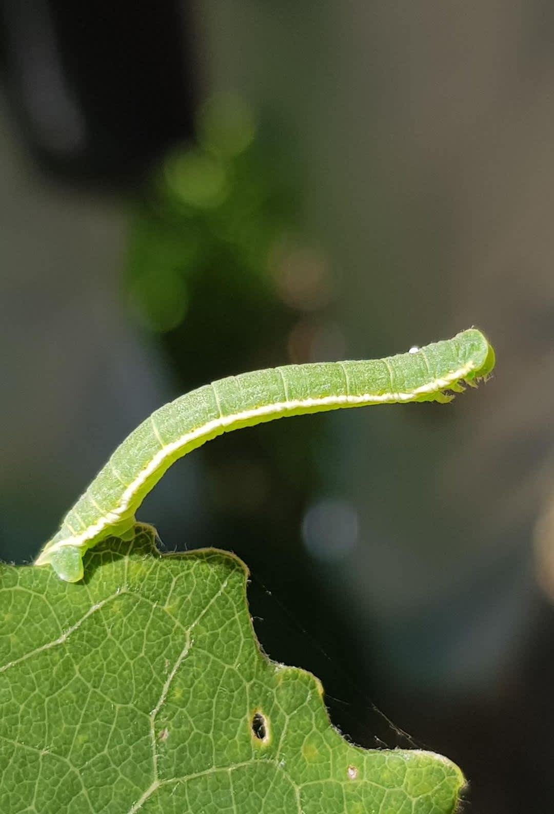 Early Tooth-striped | Kent Moths