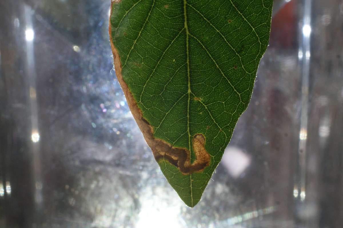 Stigmella suberivora | Kent Moths