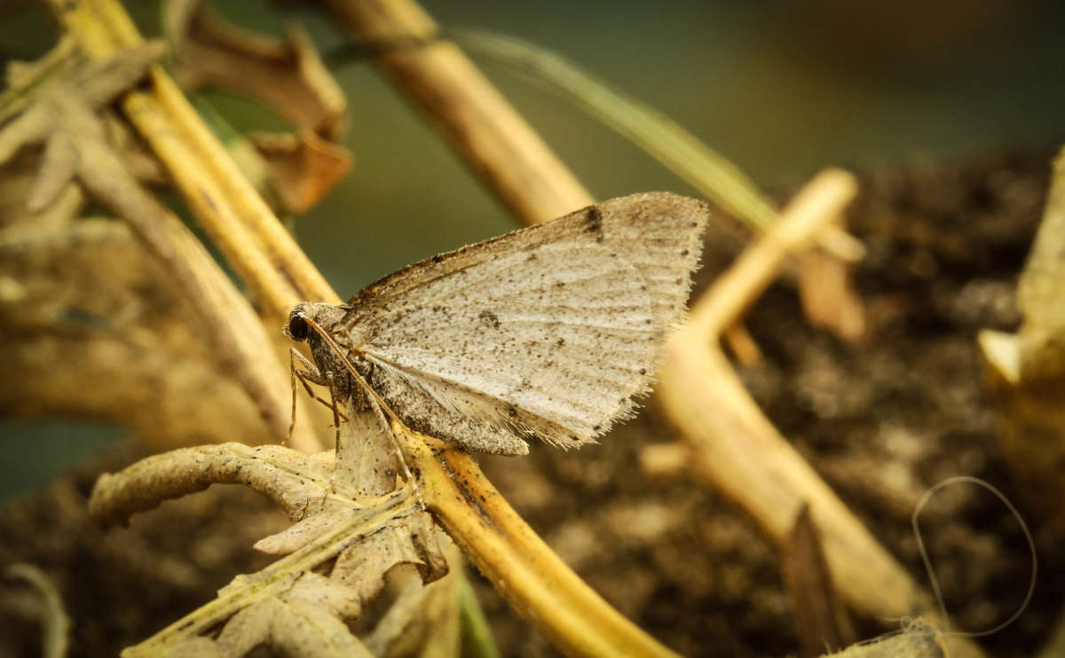 Sloe Carpet | Kent Moths