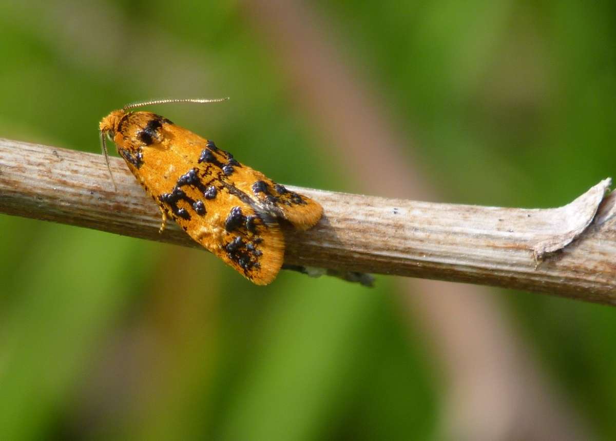 Commophila aeneana | Kent Moths
