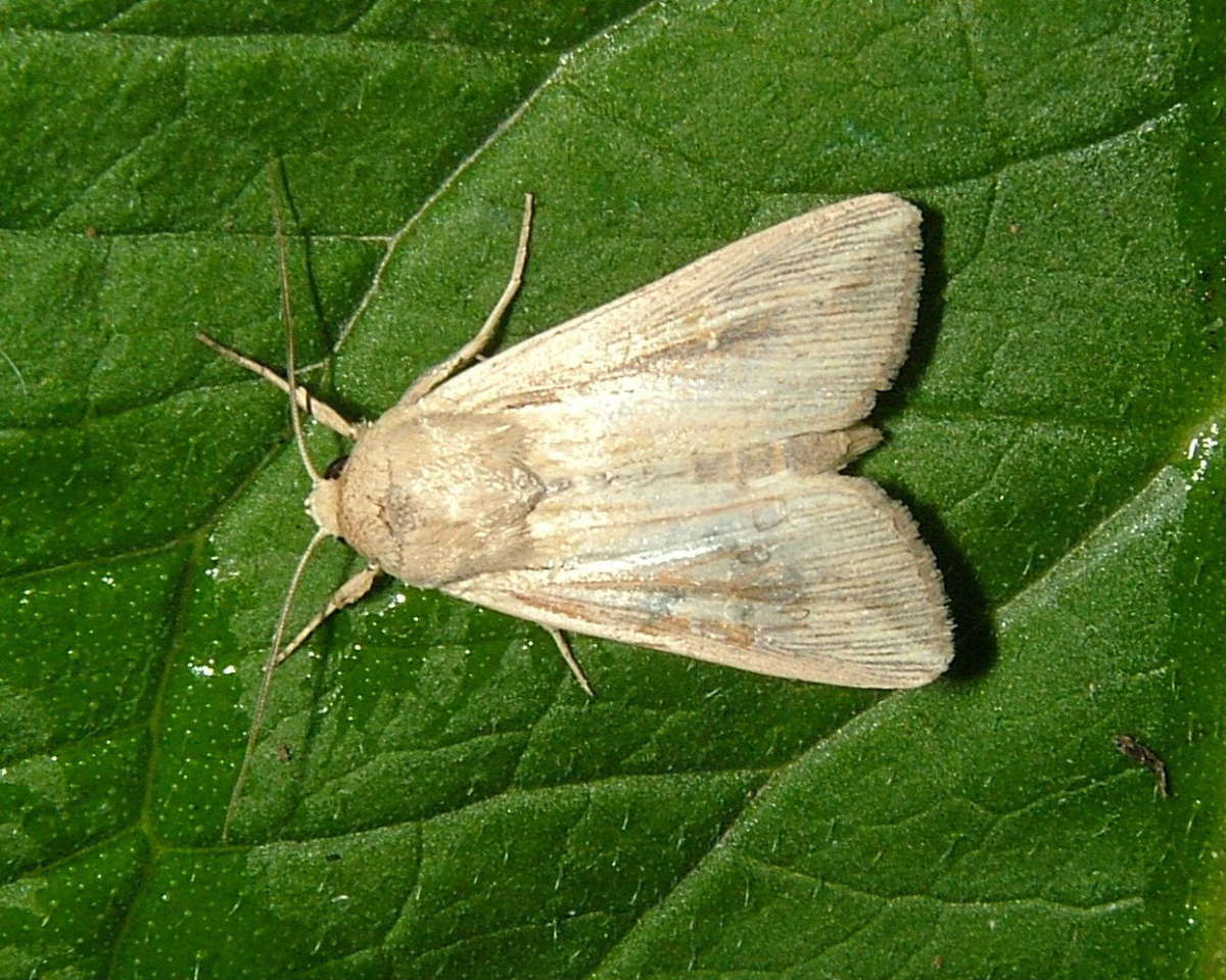 The Cosmopolitan | Kent Moths