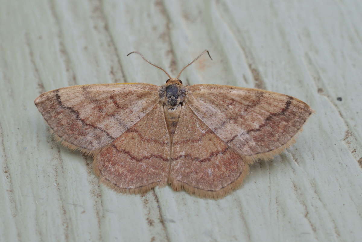 Tawny Wave | Kent Moths