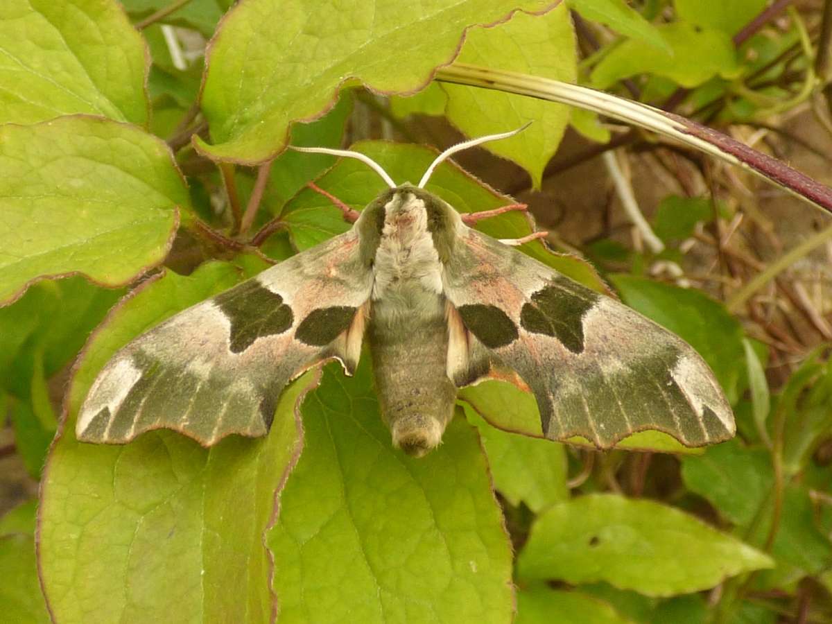 Lime Hawk-moth | Kent Moths