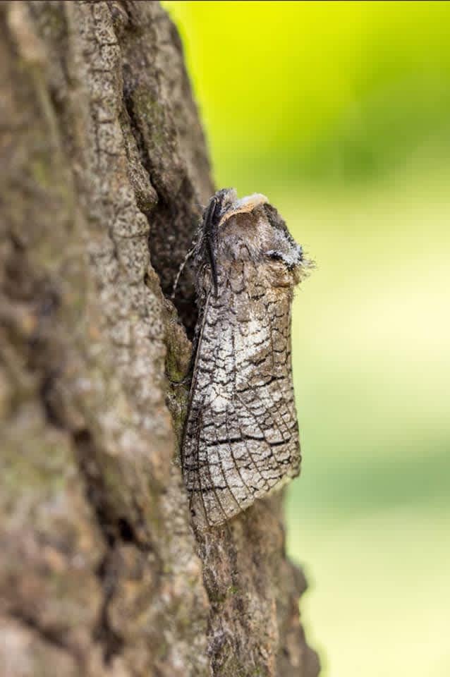 Goat Moth | Kent Moths