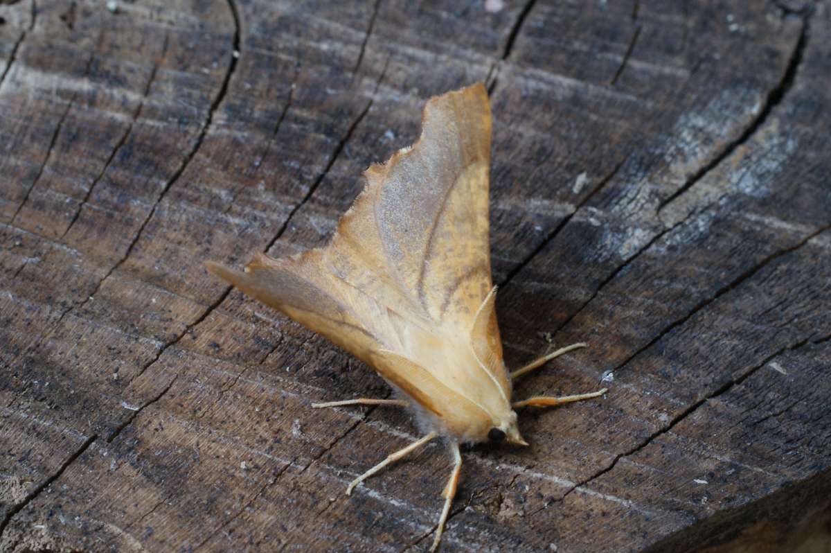 Dusky Thorn | Kent Moths