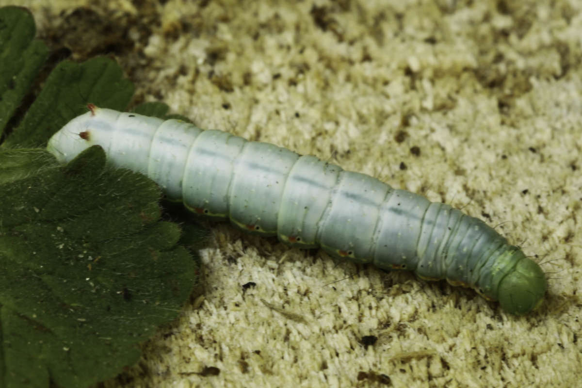 Coxcomb Prominent | Kent Moths