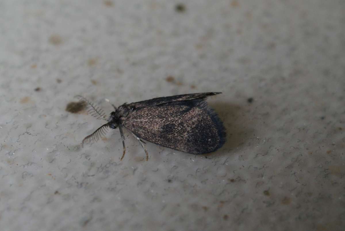 Psyche casta | Kent Moths