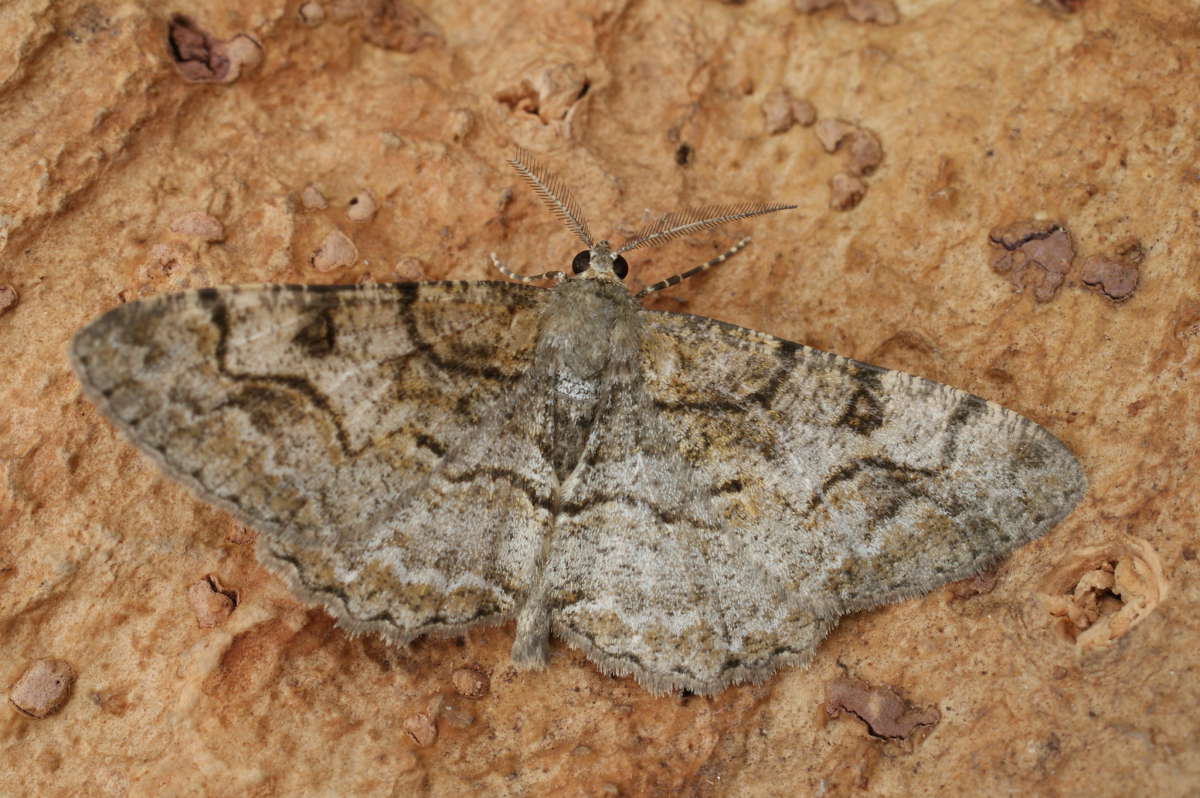 Mottled Beauty | Kent Moths
