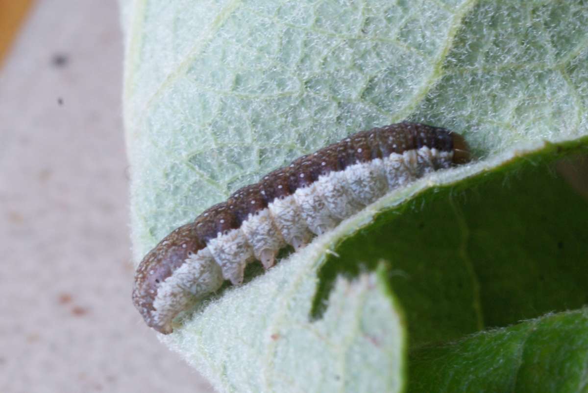 Red-line Quaker | Kent Moths