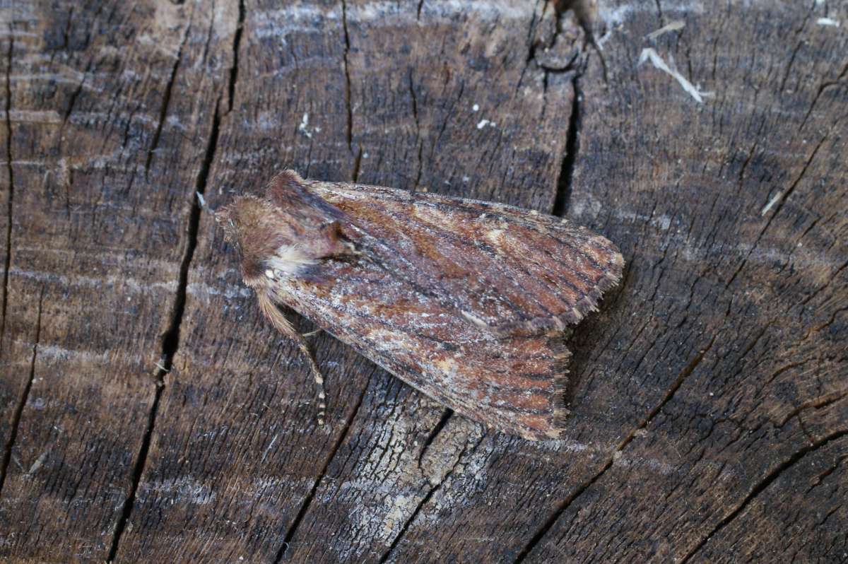 Clouded-bordered Brindle | Kent Moths