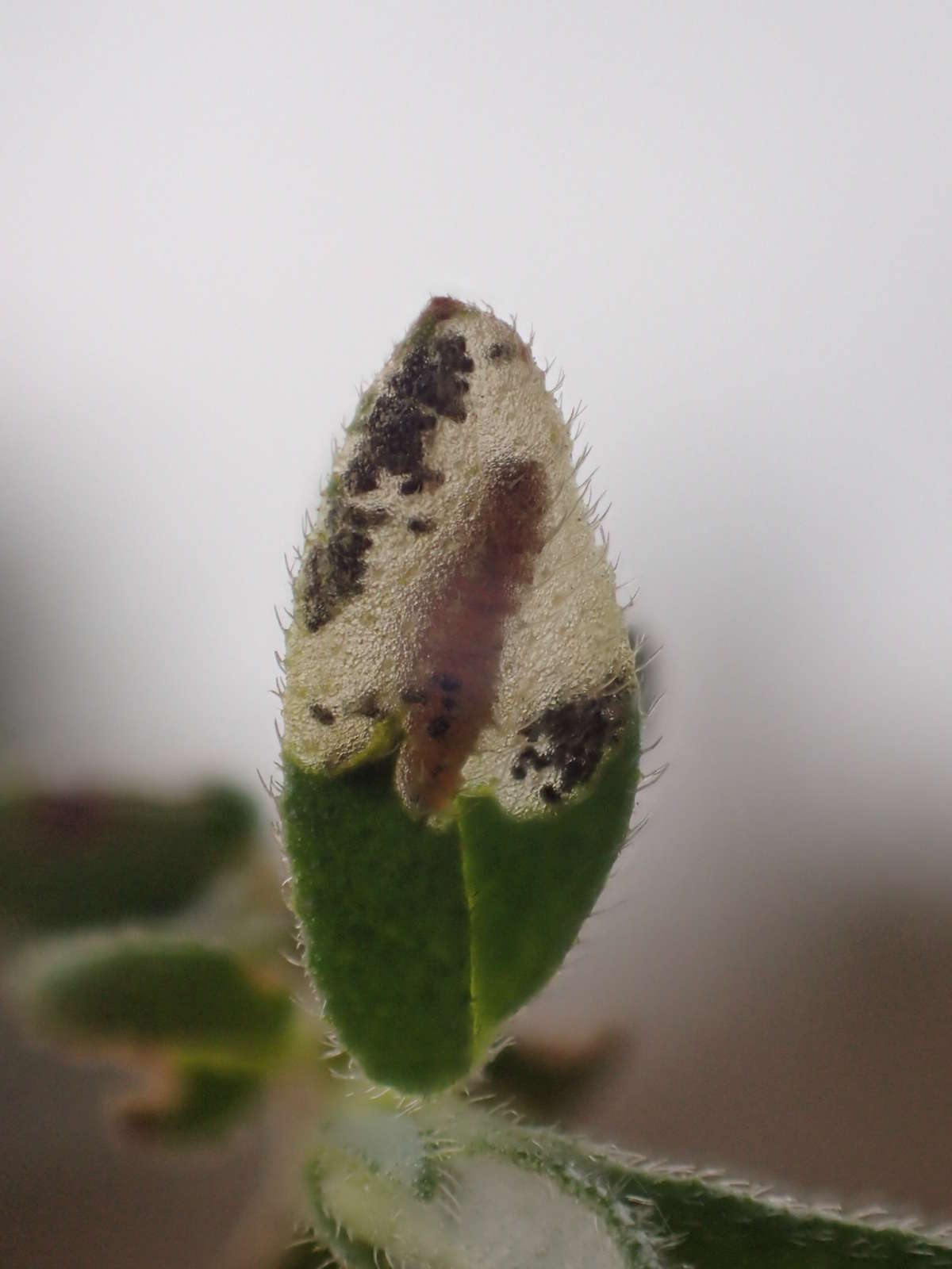 Mompha miscella | Kent Moths