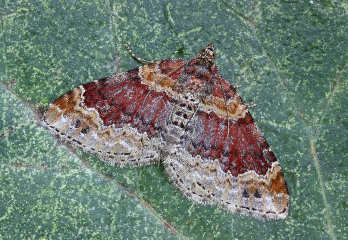 Red Twin-spot Carpet | Kent Moths