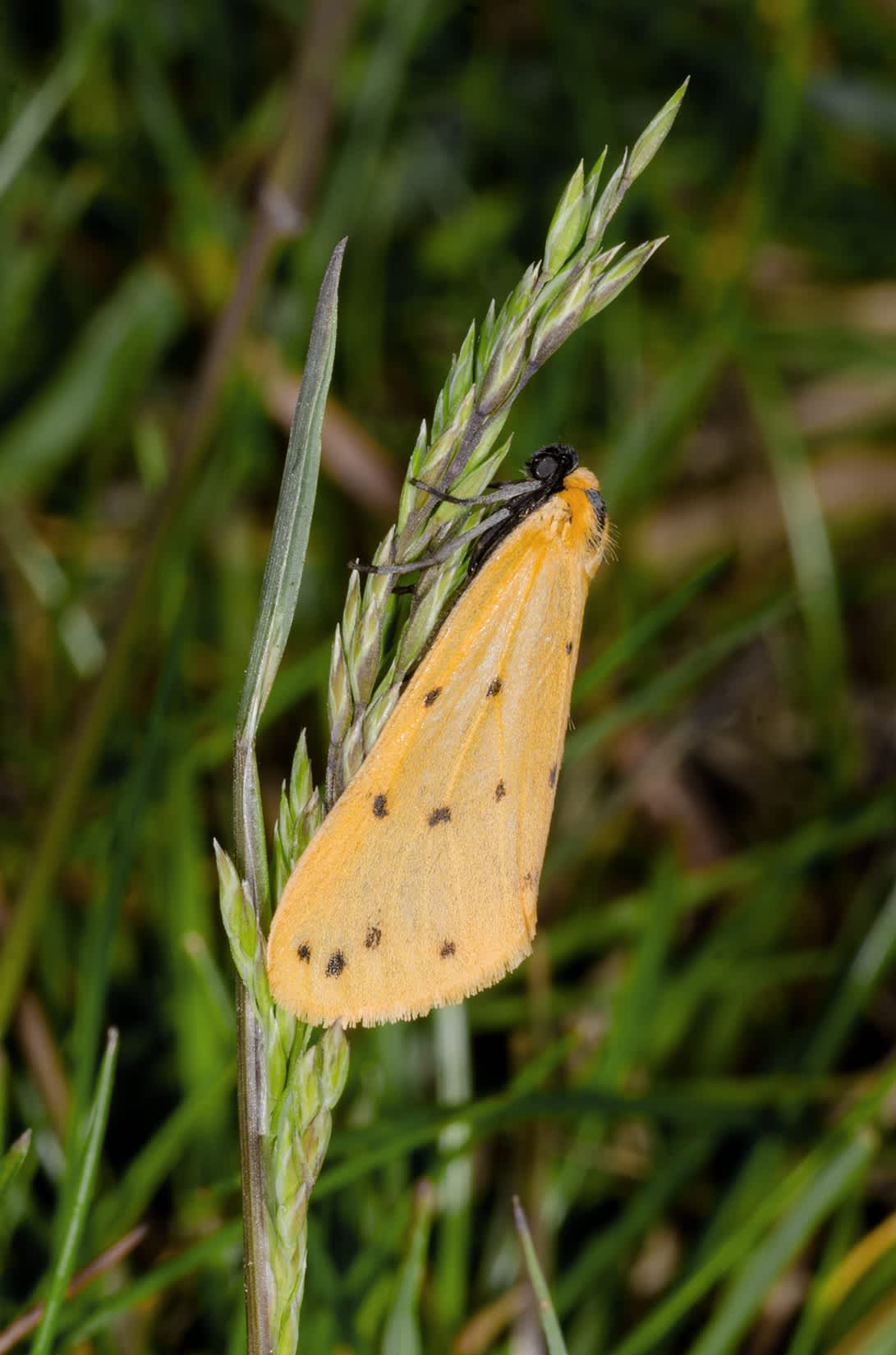 Dew Moth | Kent Moths