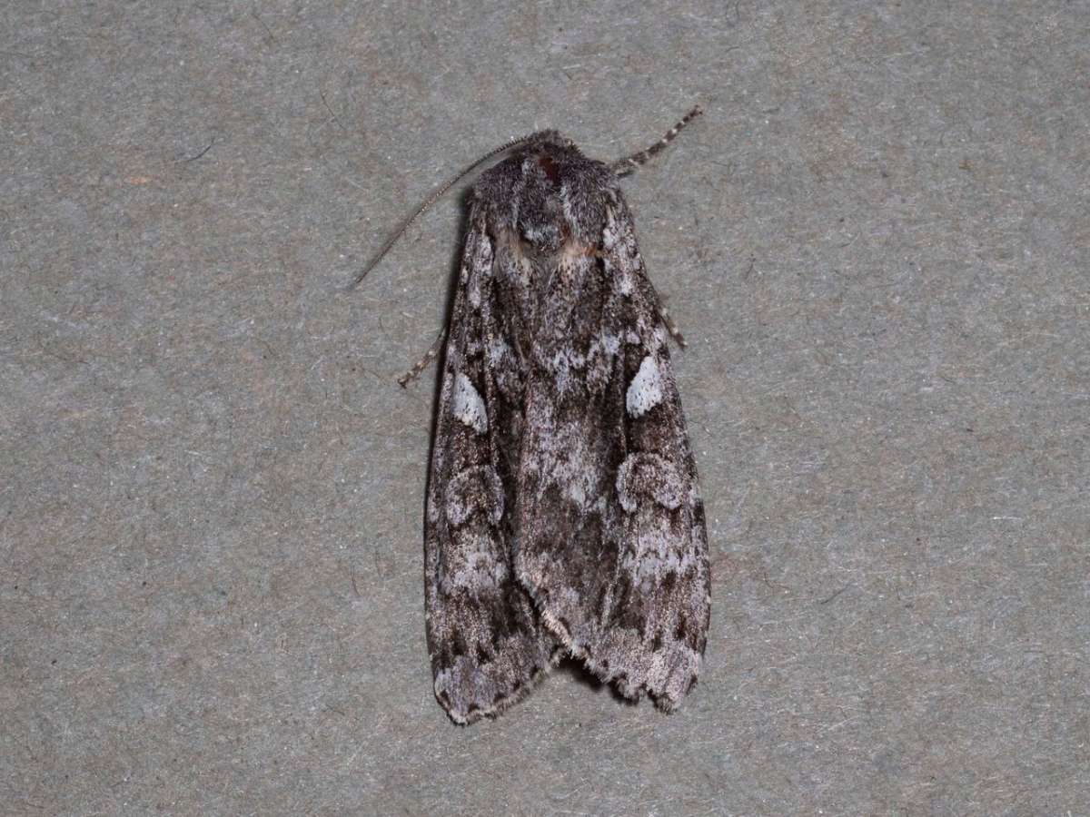 Great Brocade | Kent Moths