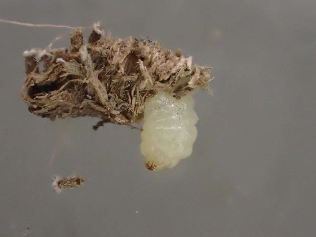 Apodia bifractella | Kent Moths