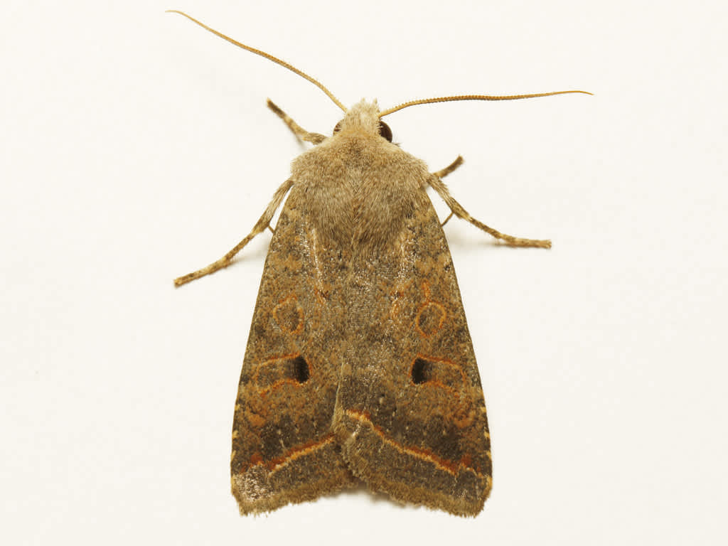 Red-line Quaker | Kent Moths