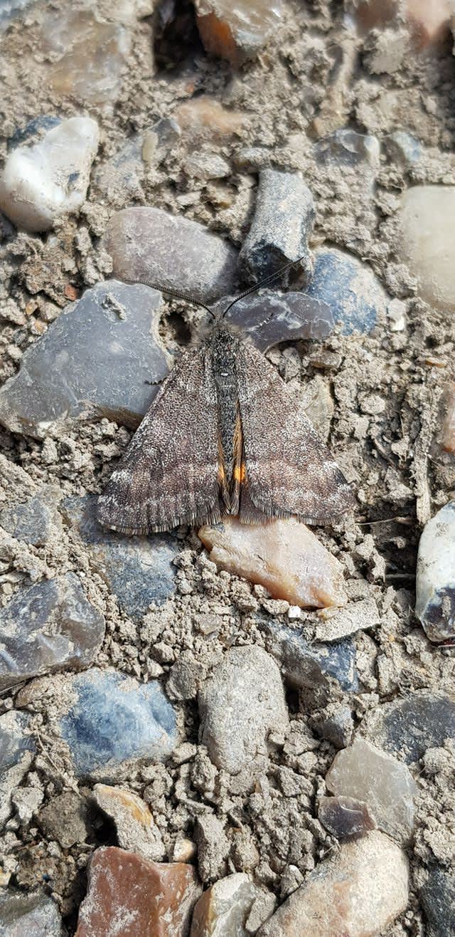 Light Orange Underwing | Kent Moths