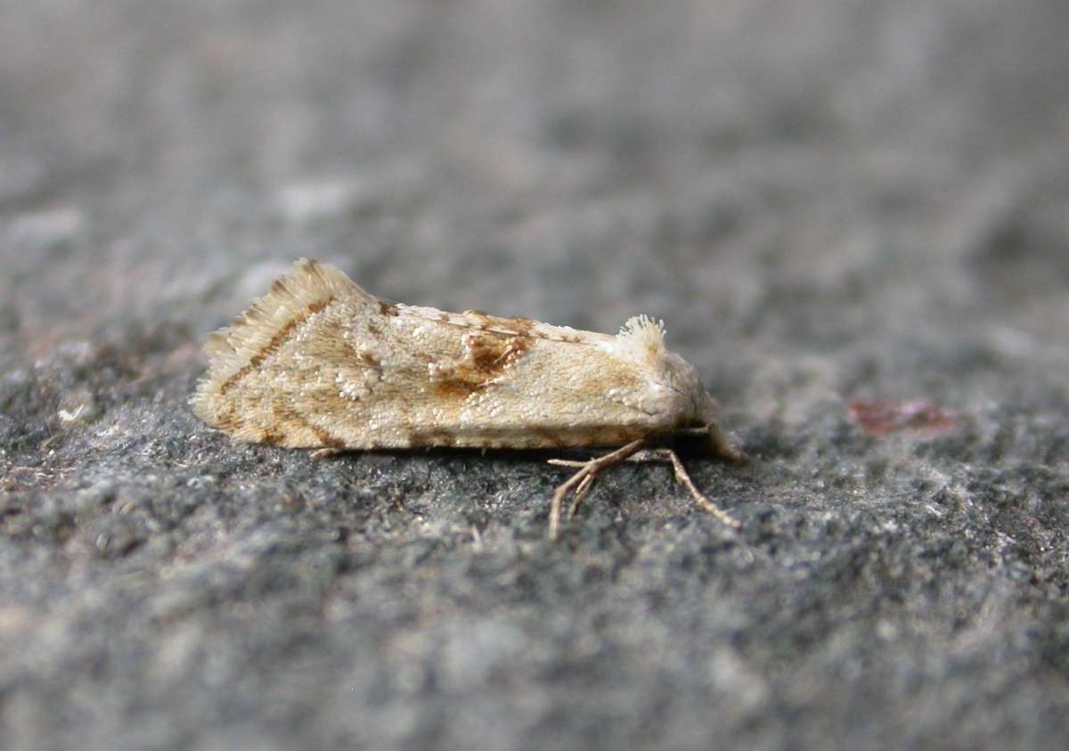 Cochylimorpha straminea | Kent Moths