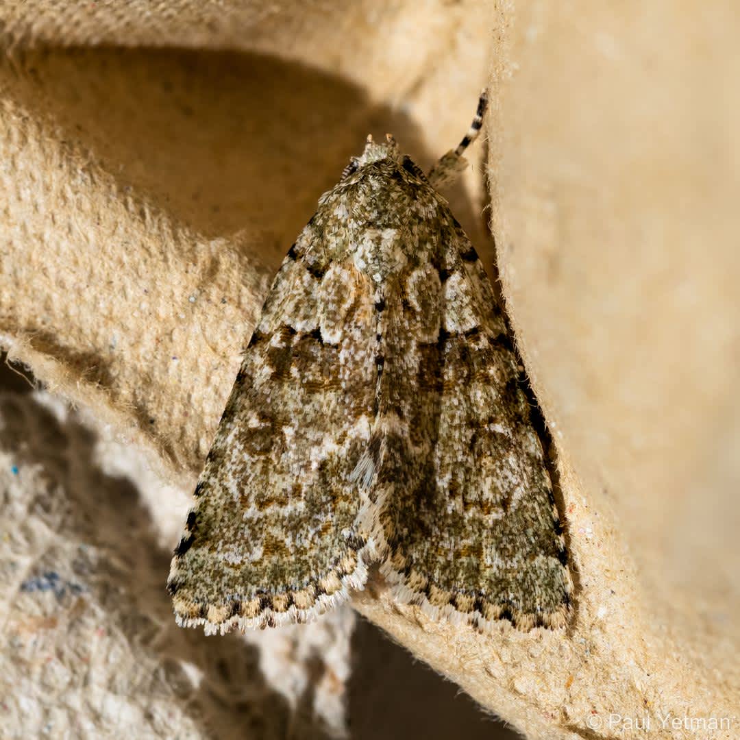 Marbled Green | Kent Moths