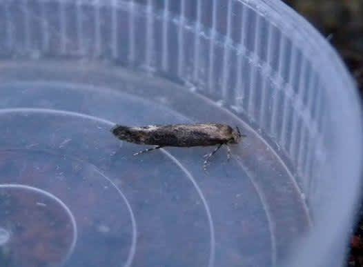 Mompha jurassicella | Kent Moths