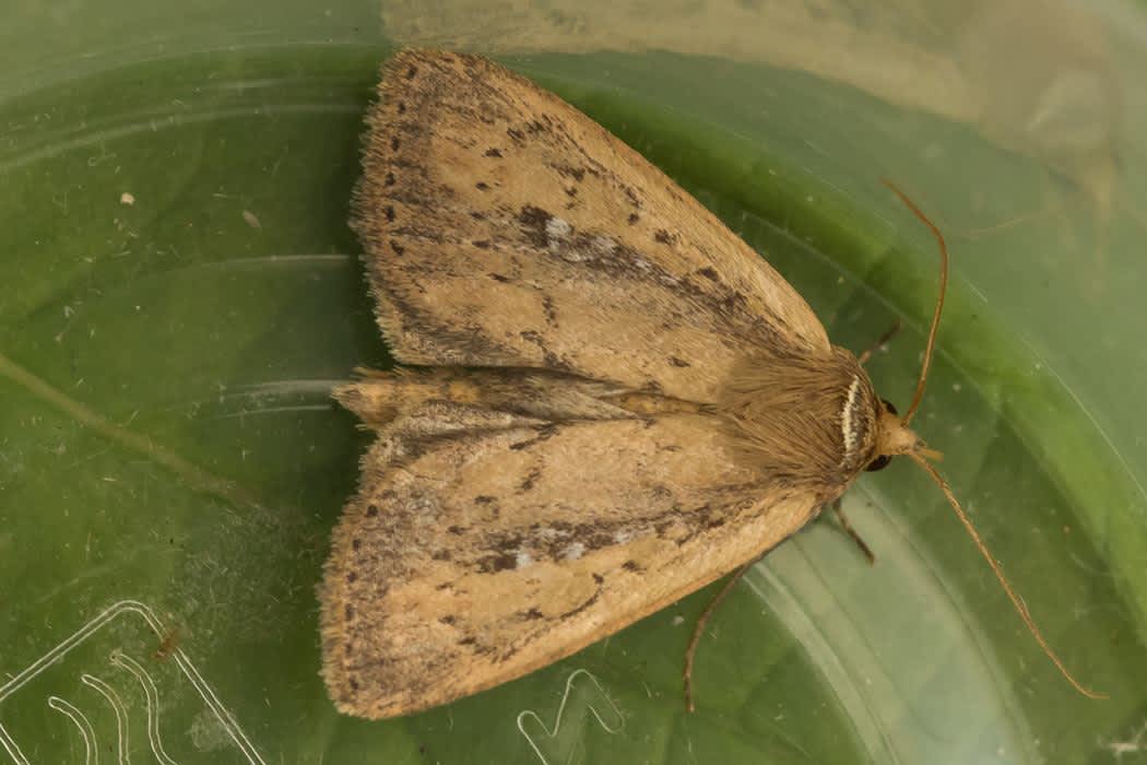 White-mantled Wainscot | Kent Moths