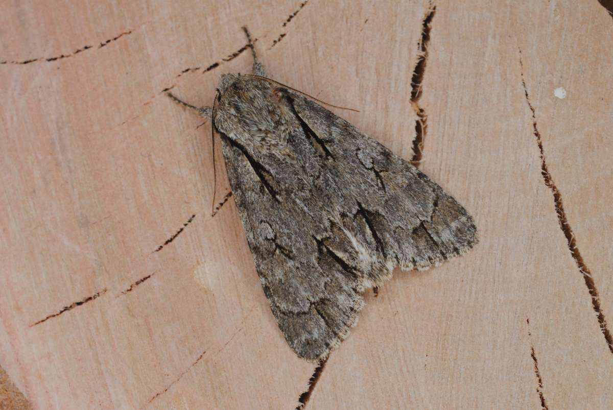 Dark Dagger | Kent Moths