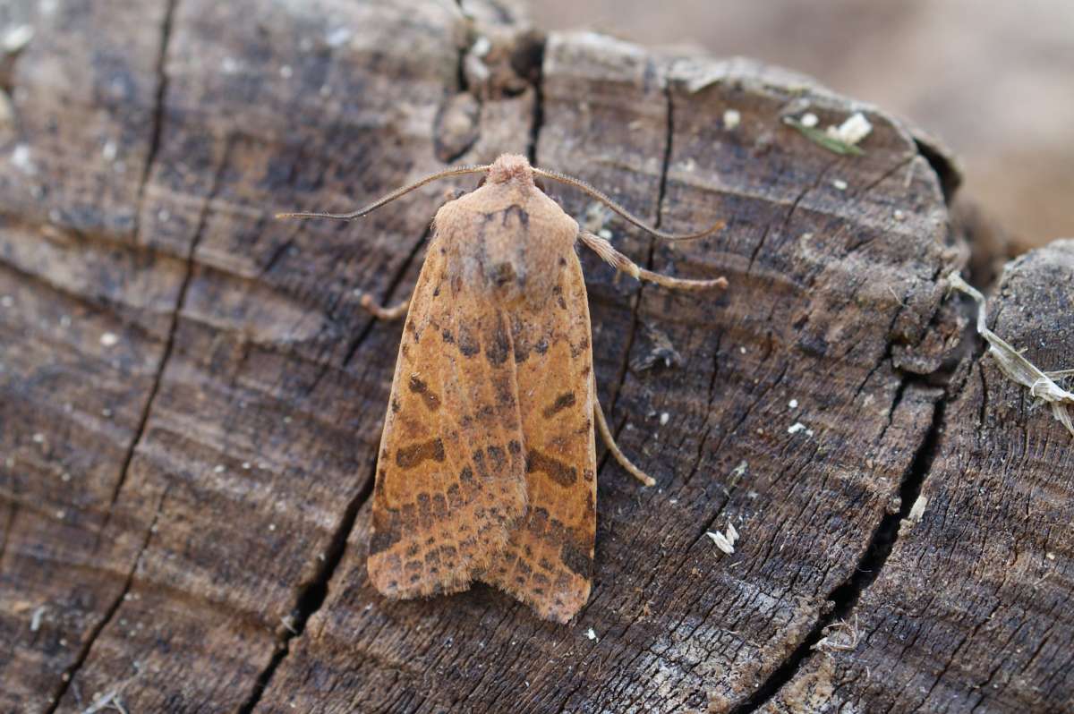 Beaded Chestnut | Kent Moths