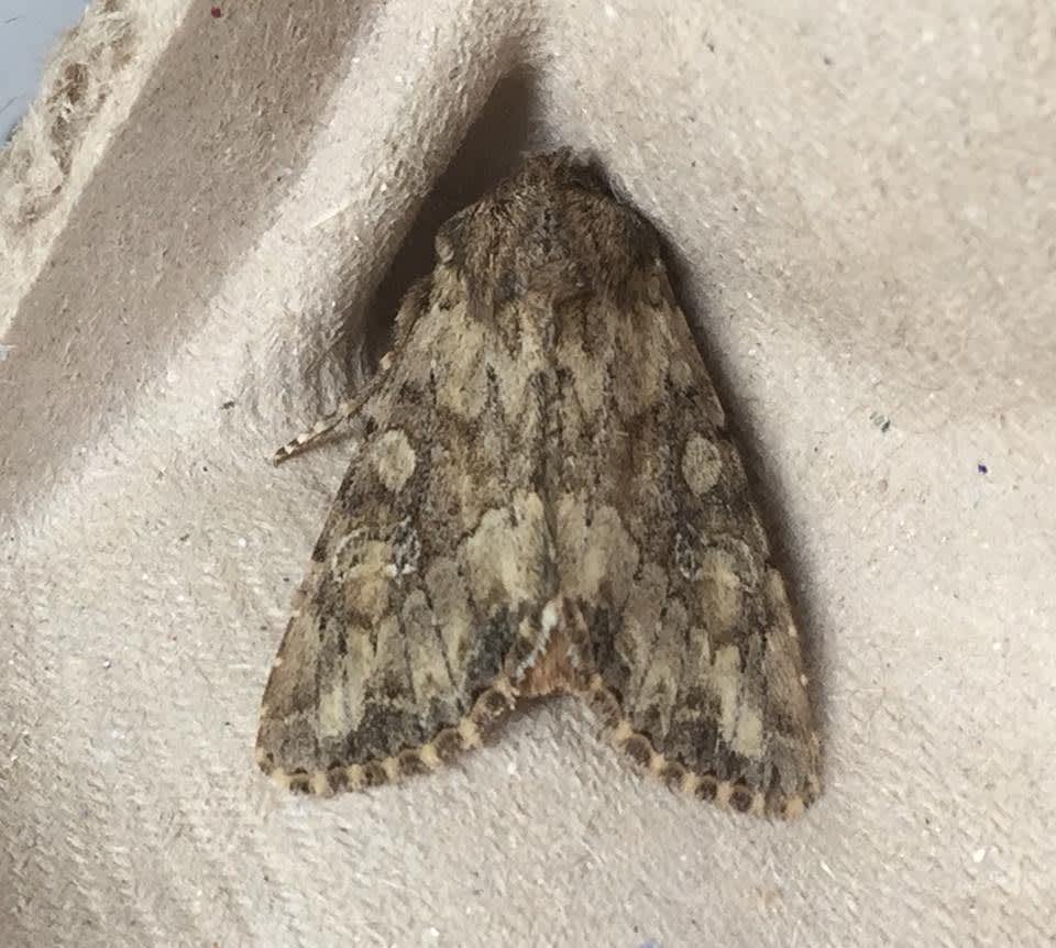 Large Nutmeg | Kent Moths