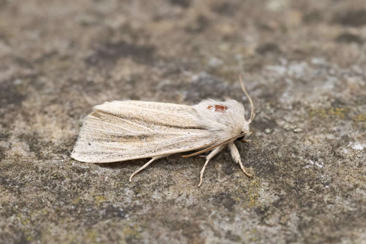 Reed Dagger | Kent Moths