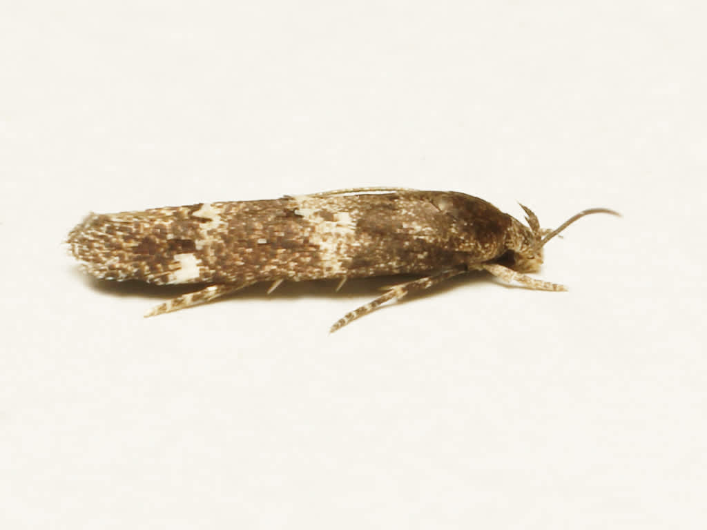 Mompha subbistrigella | Kent Moths