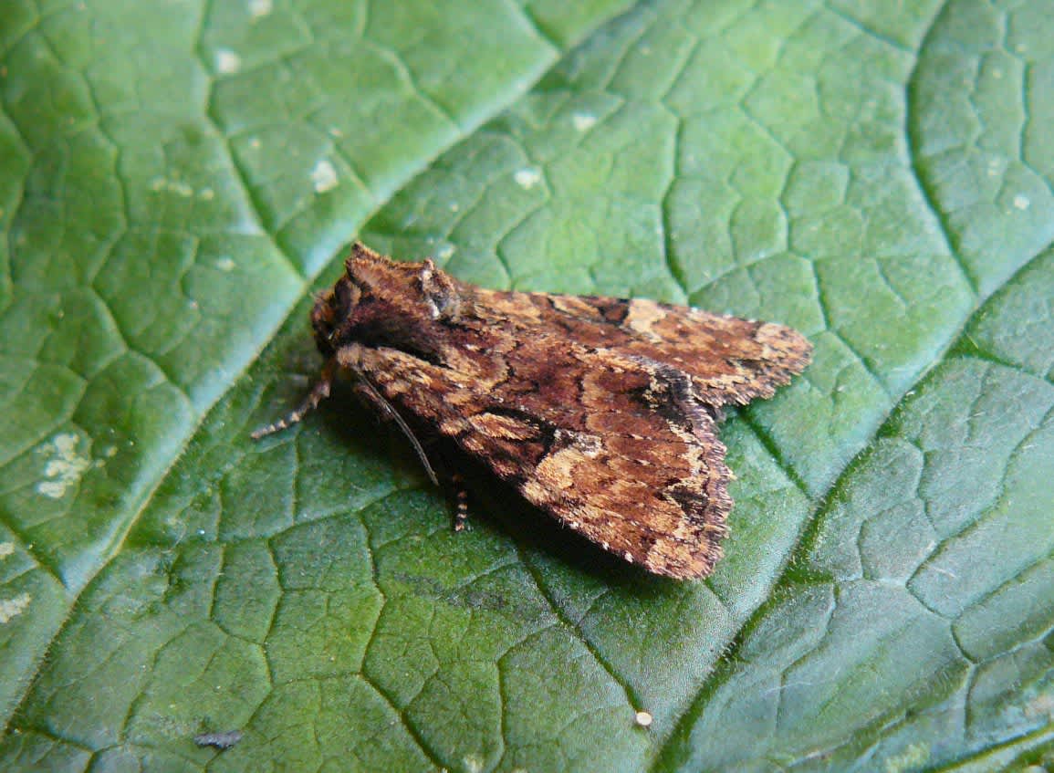 Clouded Brindle | Kent Moths