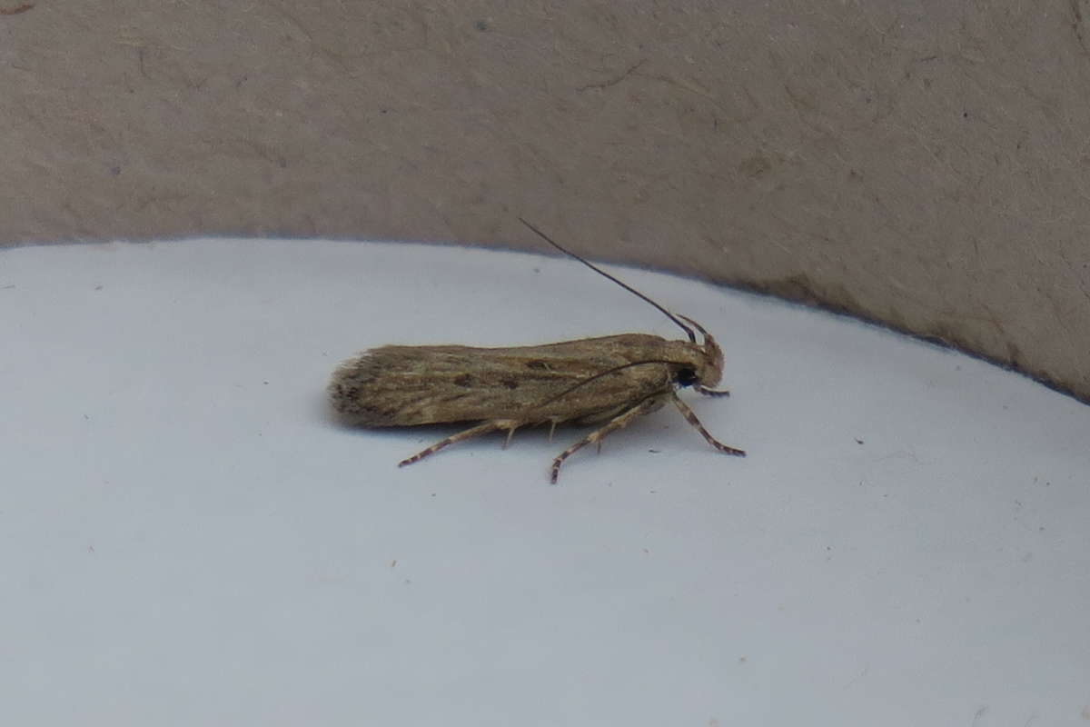 Aroga velocella | Kent Moths