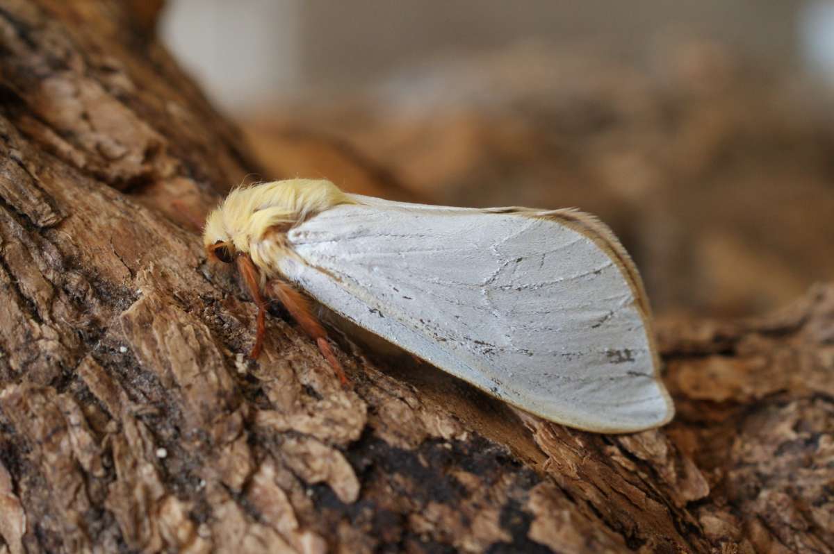 Ghost Moth | Kent Moths