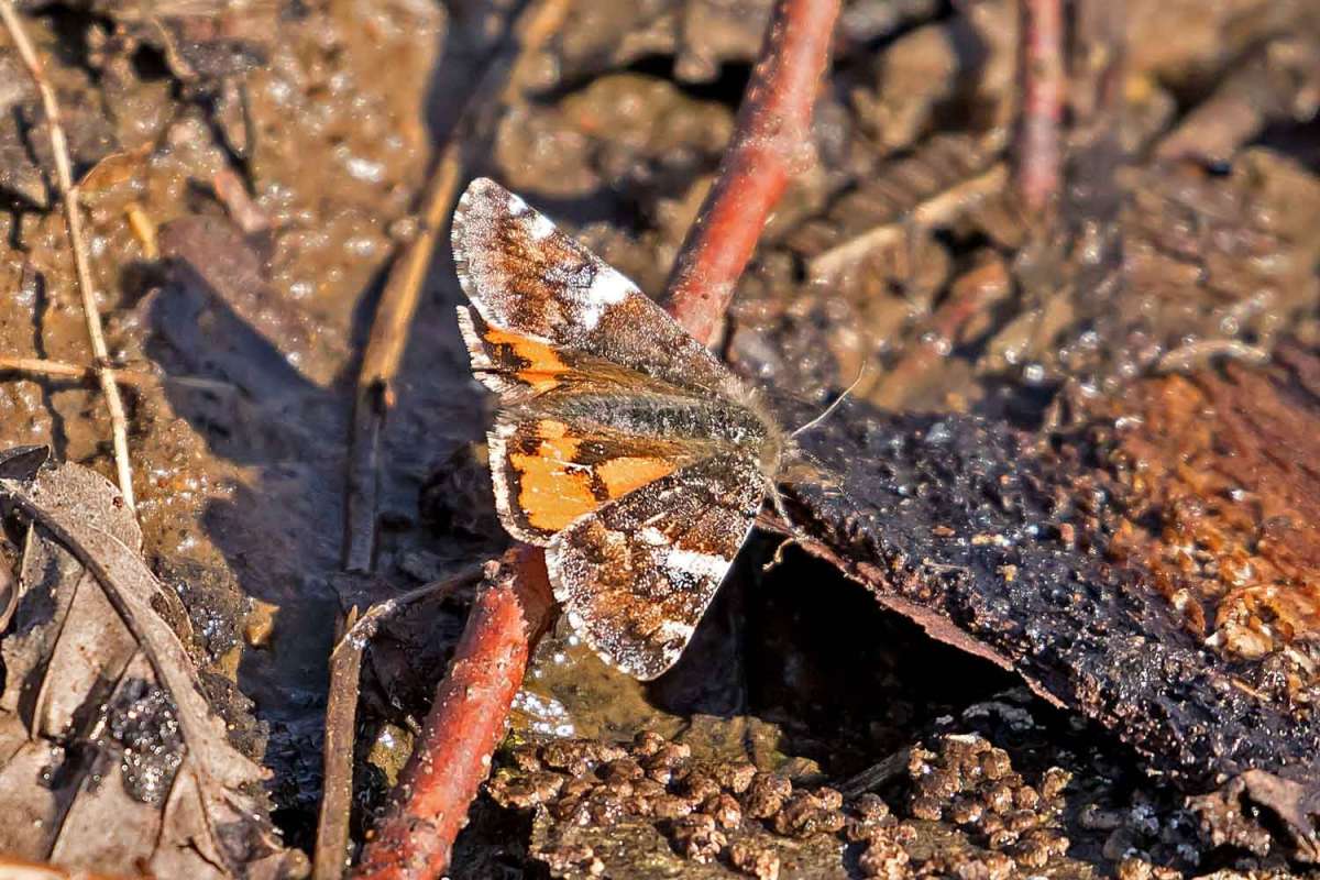 Orange Underwing | Kent Moths