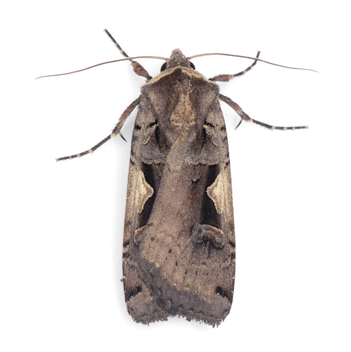 Kent Moths