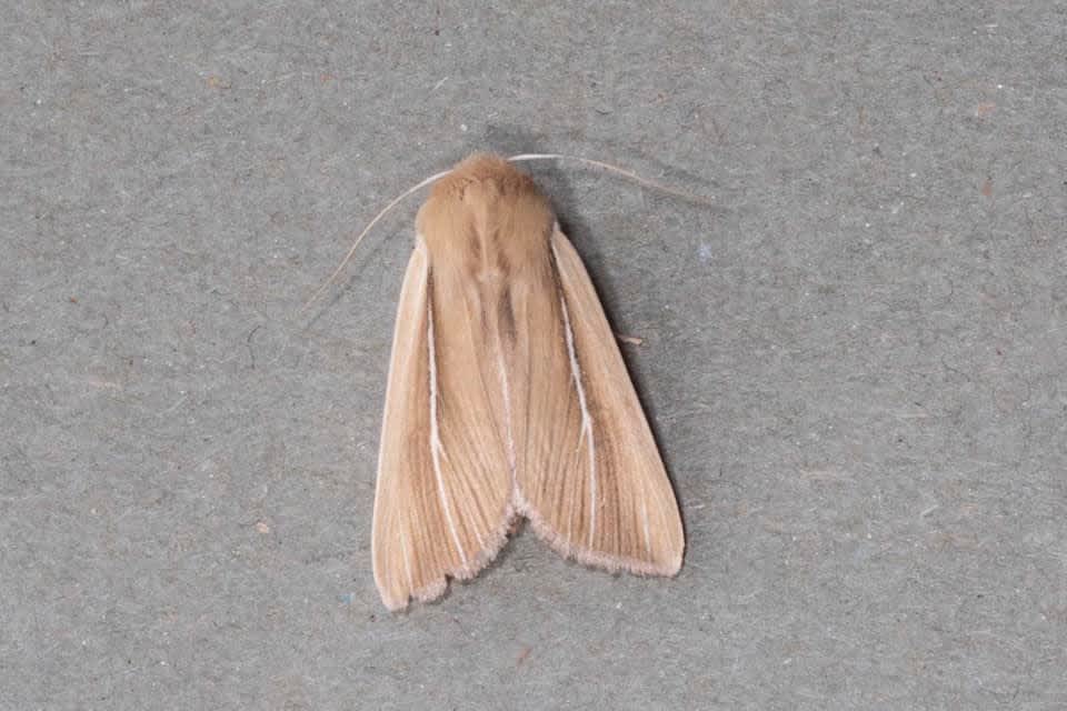 Shore Wainscot | Kent Moths