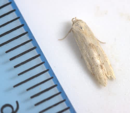 Blastobasis lacticolella | Kent Moths