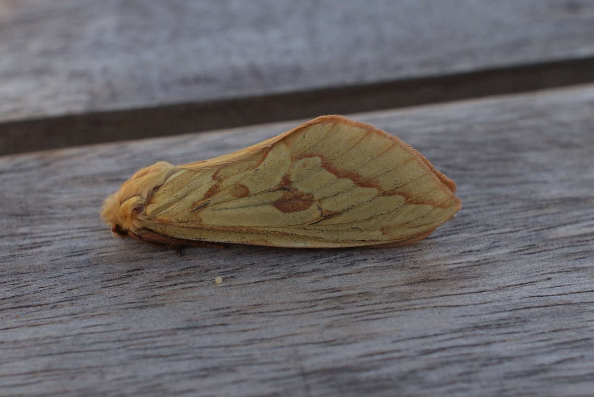 Ghost Moth | Kent Moths