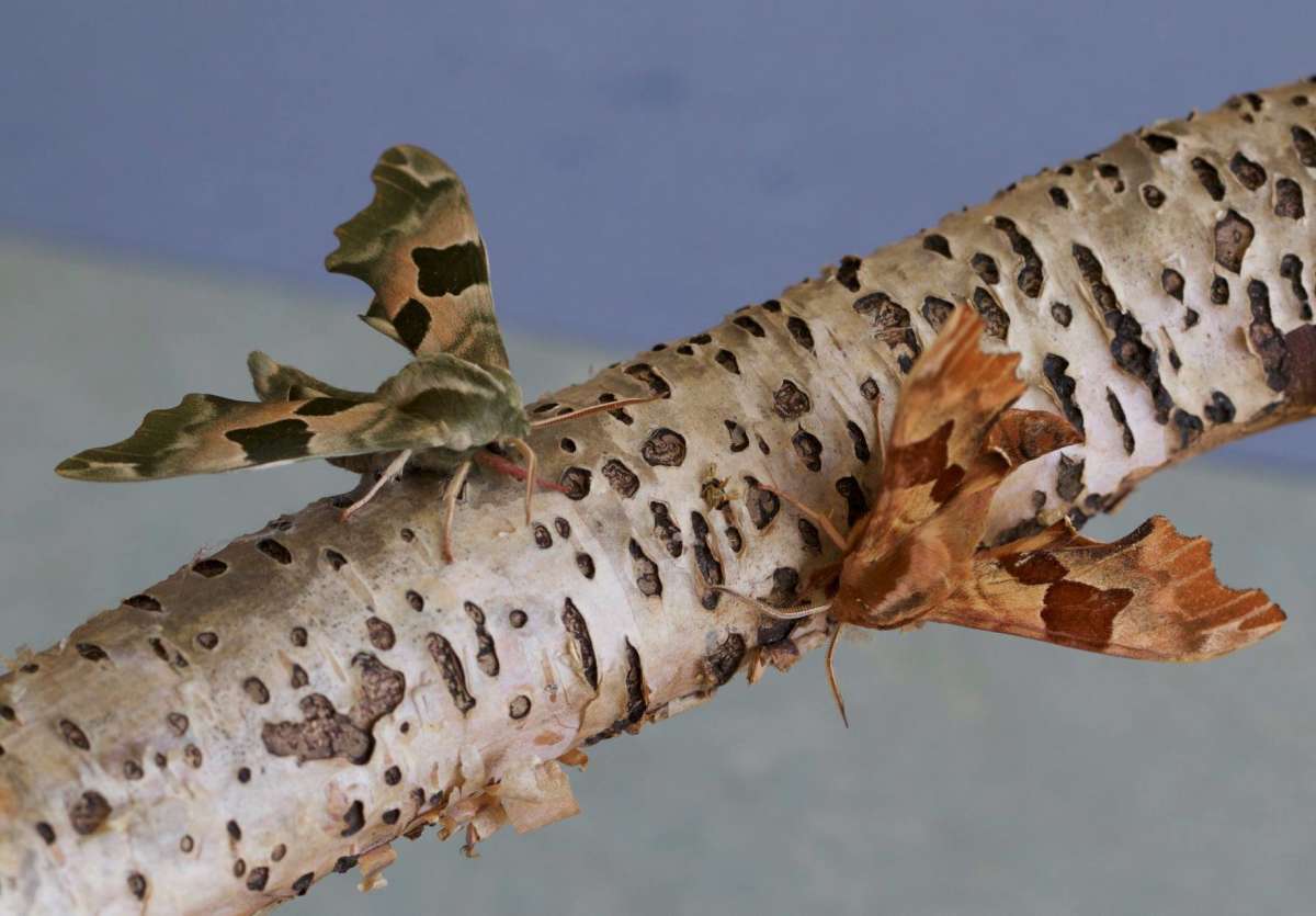 Lime Hawk-moth | Kent Moths