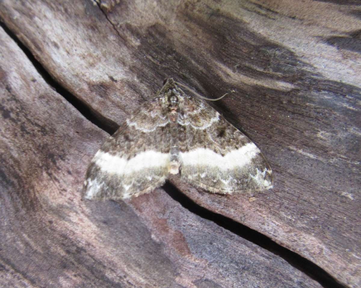 Sharp-angled Carpet | Kent Moths