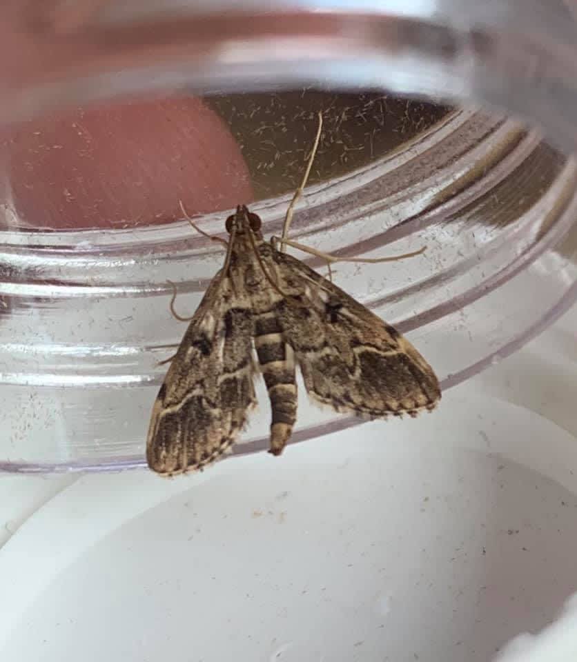 Duponchelia fovealis | Kent Moths
