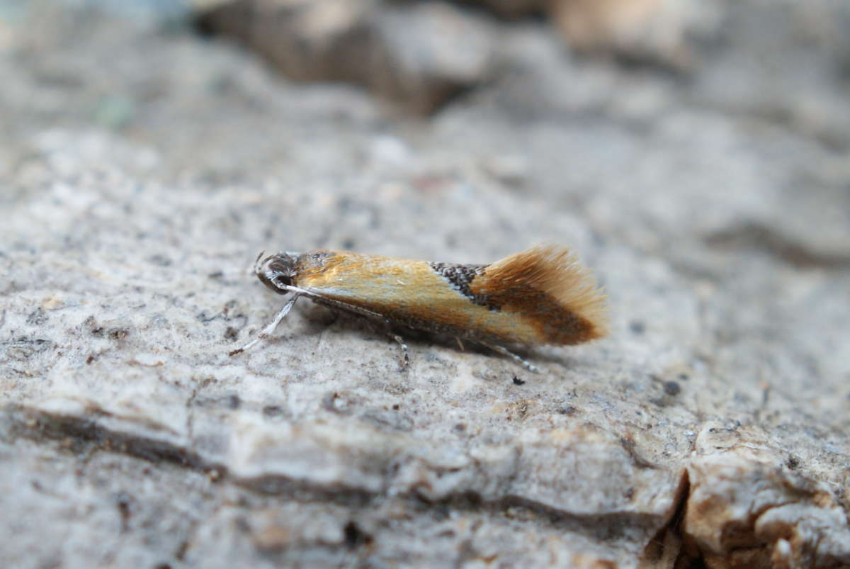 Batia lunaris | Kent Moths
