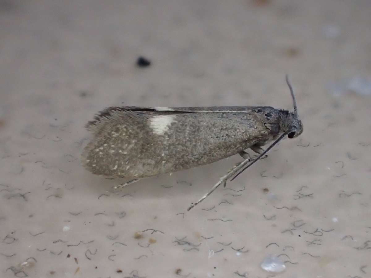 Lampronia morosa | Kent Moths