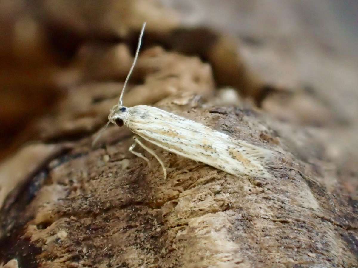 Ptocheuusa paupella | Kent Moths