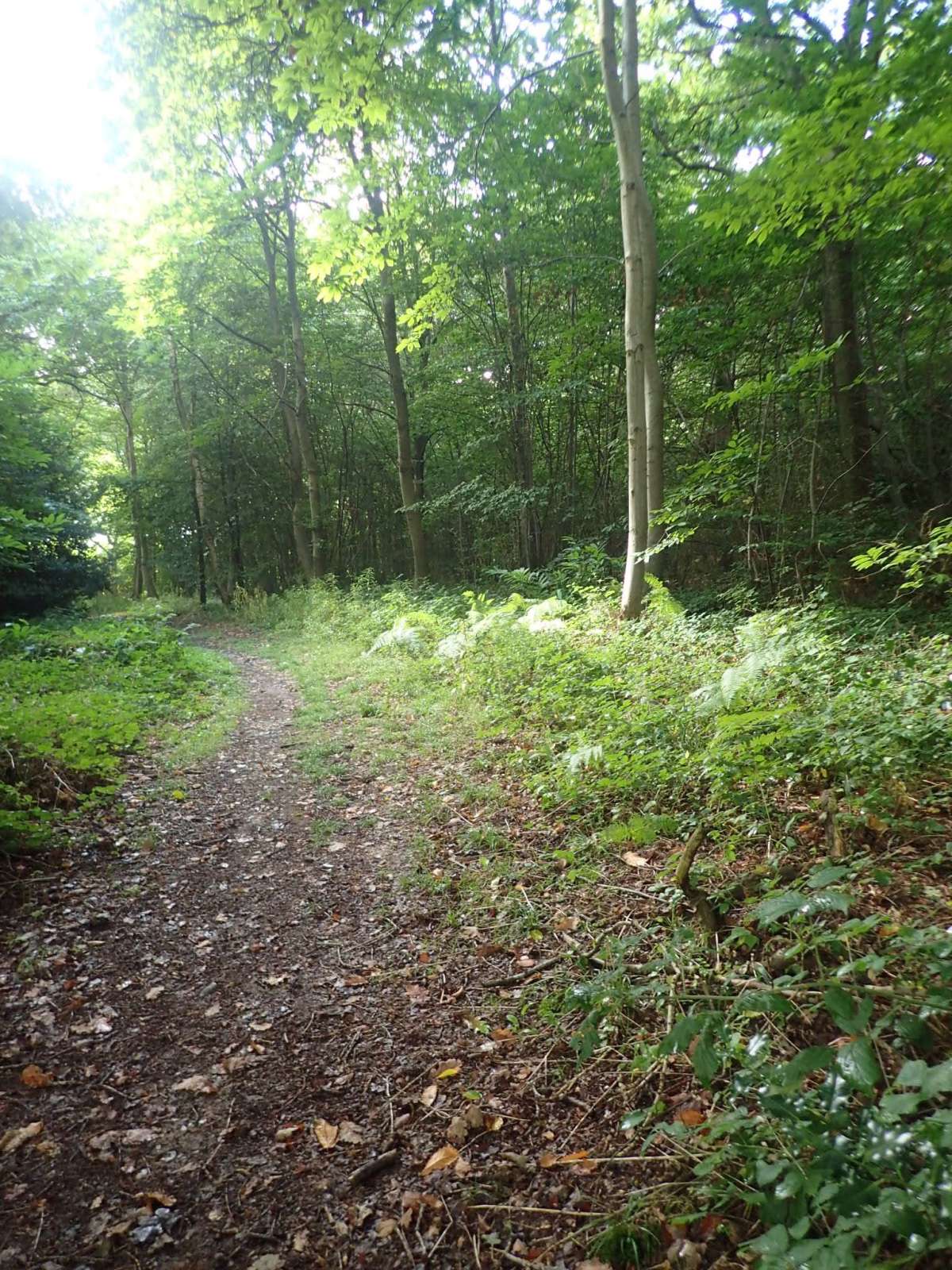 Mompha terminella | Kent Moths