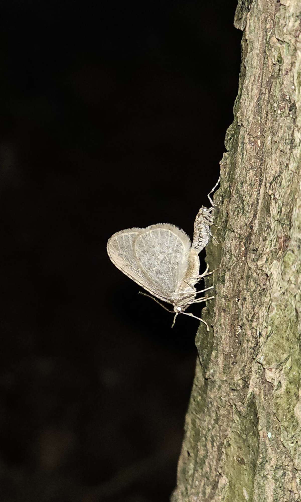 Winter Moth | Kent Moths