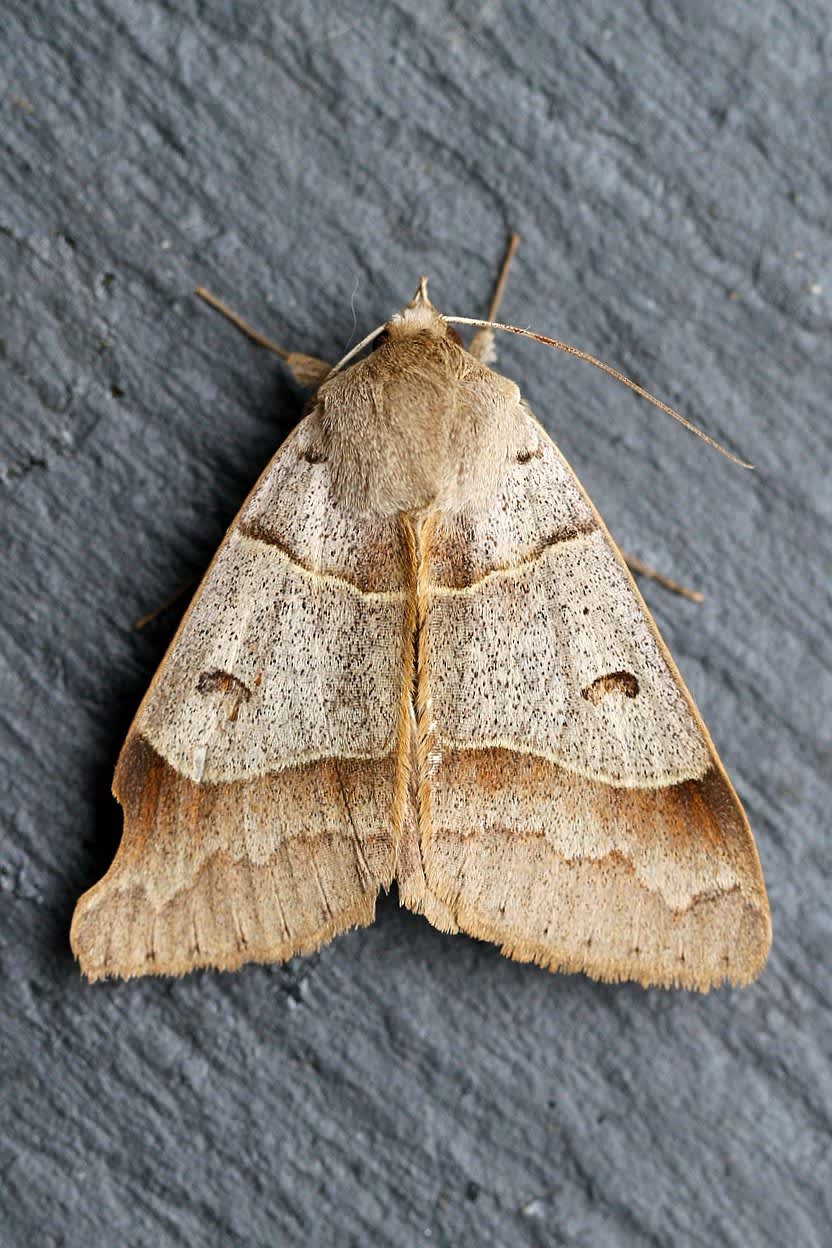 Lunar Double-stripe | Kent Moths