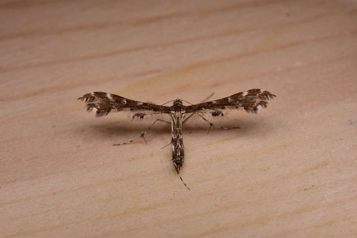 Capperia britanniodactylus | Kent Moths
