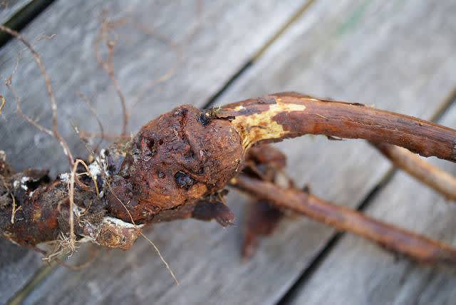 Raspberry Clearwing | Kent Moths